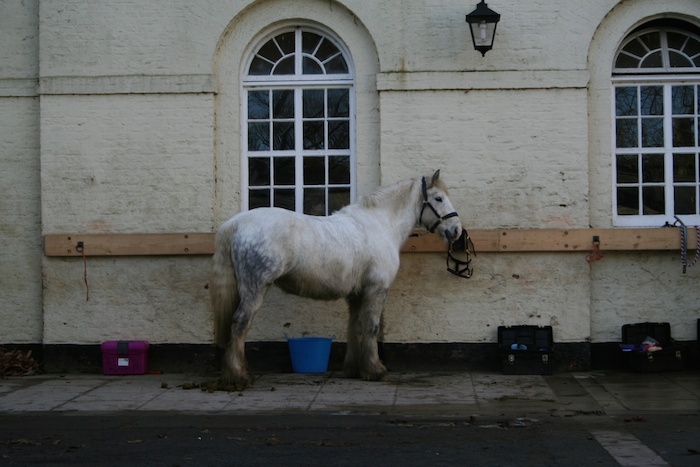 L’avenir du cheval passera par l’ abattoir