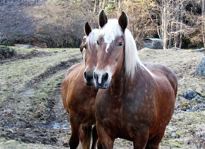 L’avenir du cheval passera par l’ abattoir
