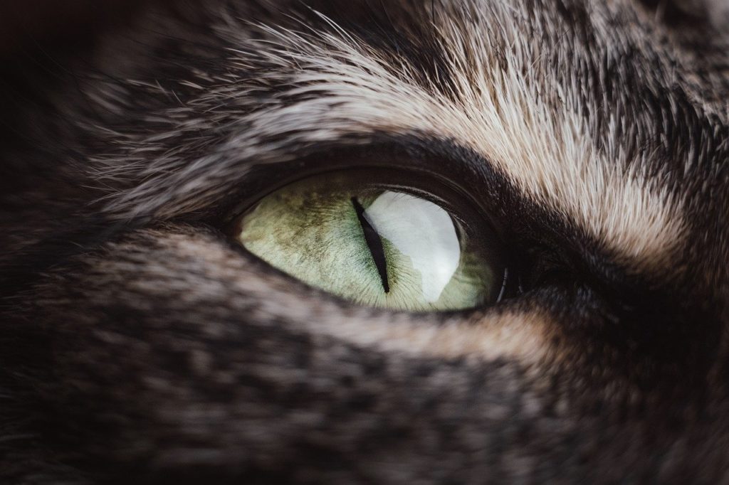 Communiquer avec son chat juste en plissant les yeux