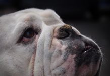 Races brachycéphales : la profession vétérinaire se mobilise contre l ...