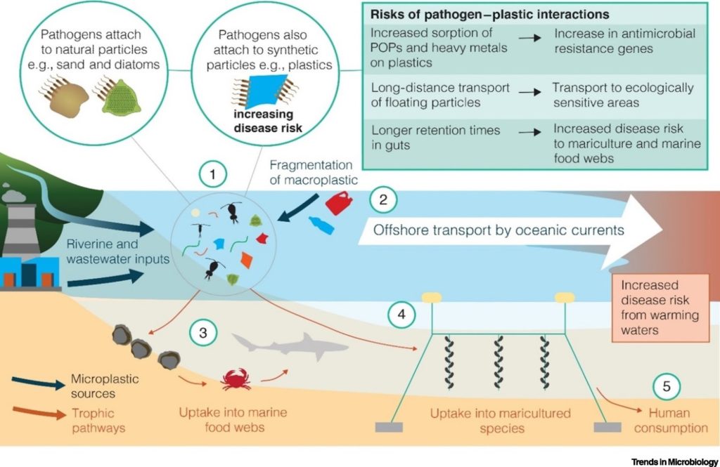 Pollution aux microplastiques : des conséquences graves pour la santé animale… et humaine